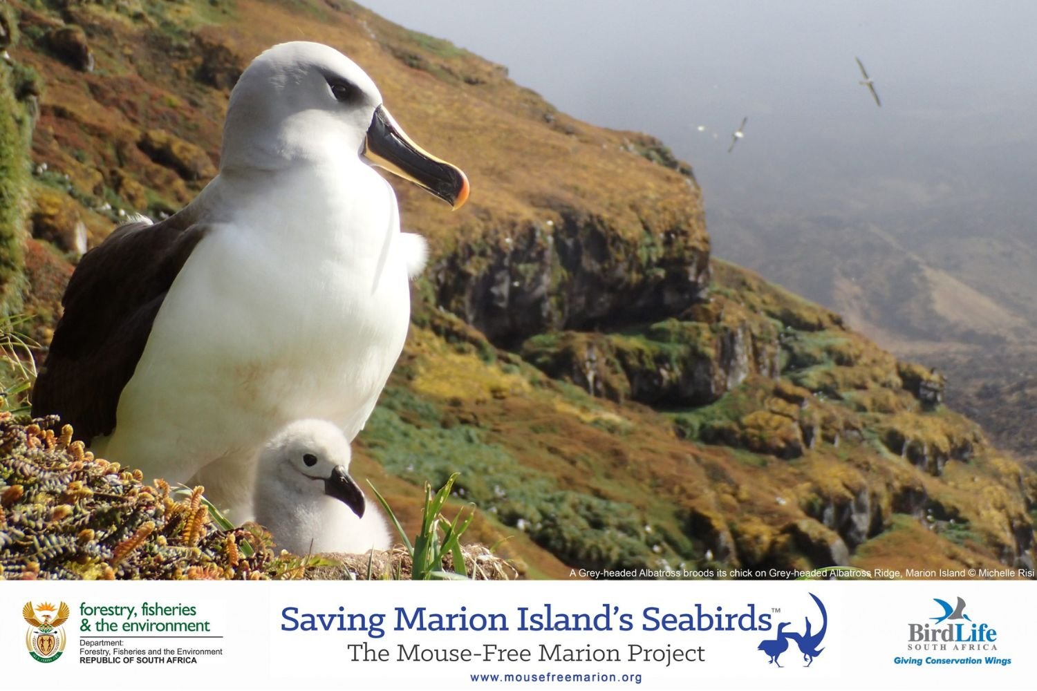 Marion Island's fight for survival